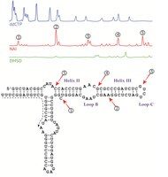 In Vivo SHAPE Reagent for Live Cell RNA Structure Analysis | 03-310